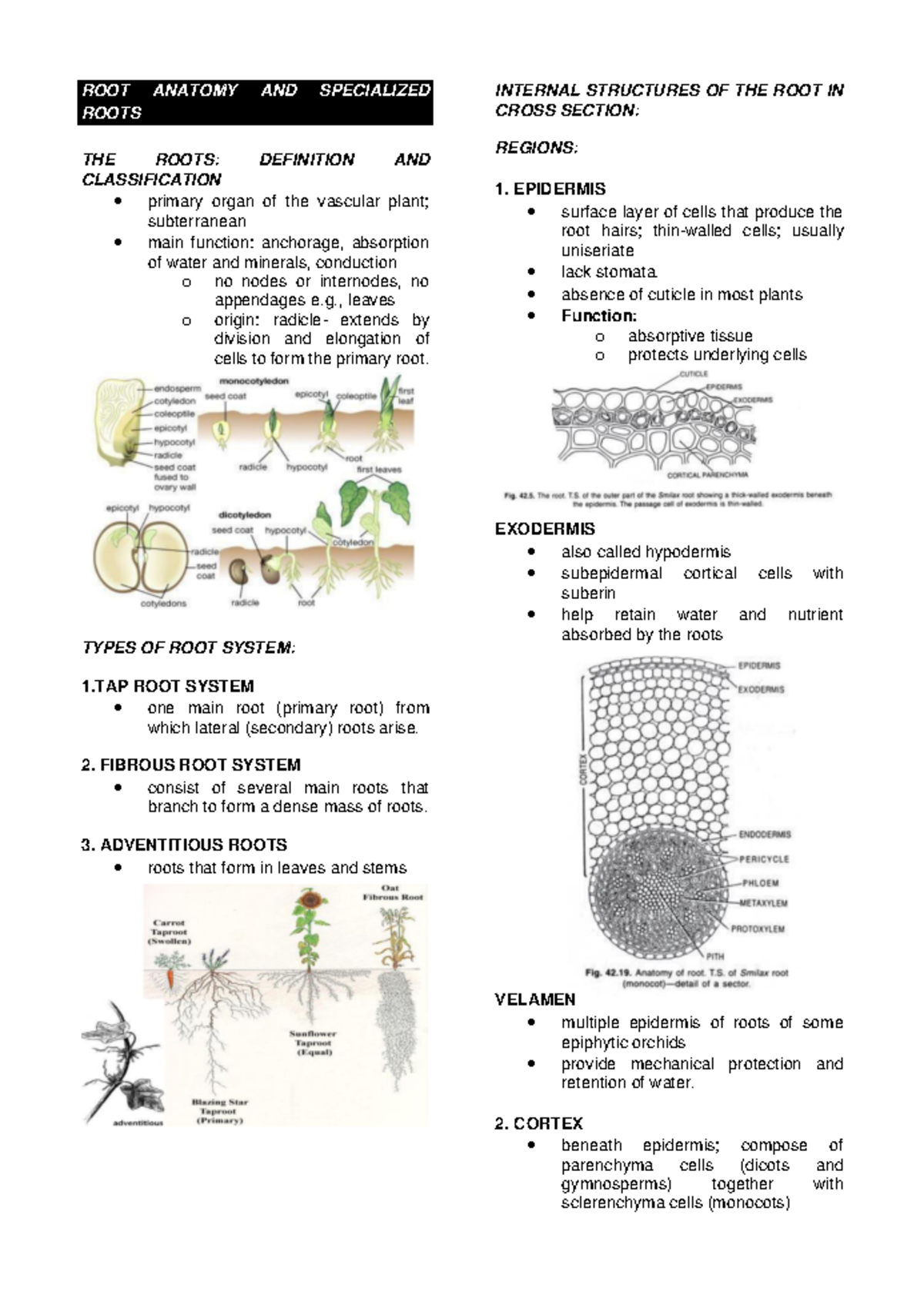 Root Anatomy and Specialized Structures: Review Guide for BIO101 - Studocu