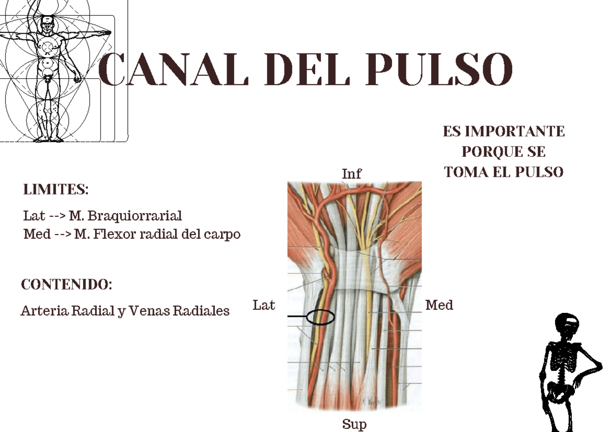 Canal del pulso - Resumen Anatomia clinica / Clinical Anatomy ...