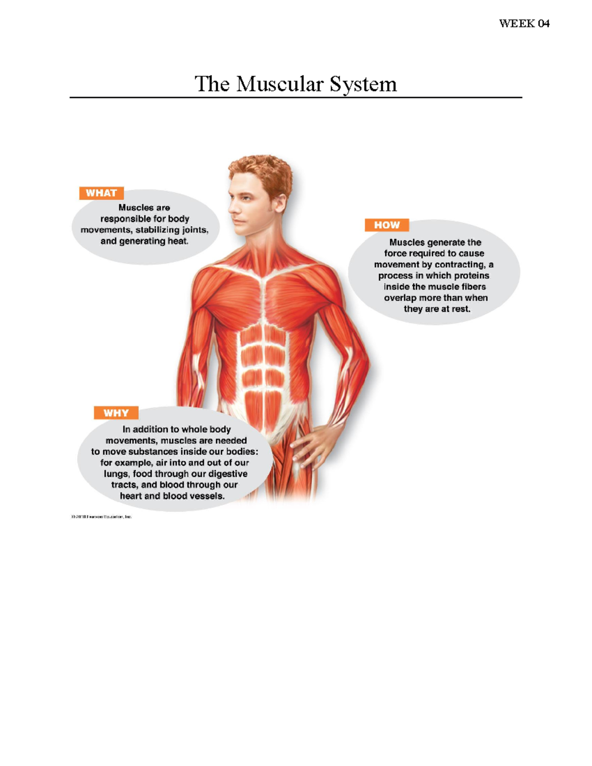 Anatomy and Physiology Muscular System week 4 - The Muscular System ...