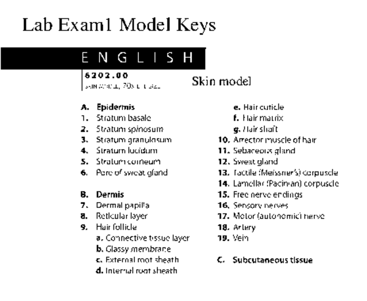 Exam 1 Model Keys - Skin Structure Study Guide (Bio 101) - Studocu