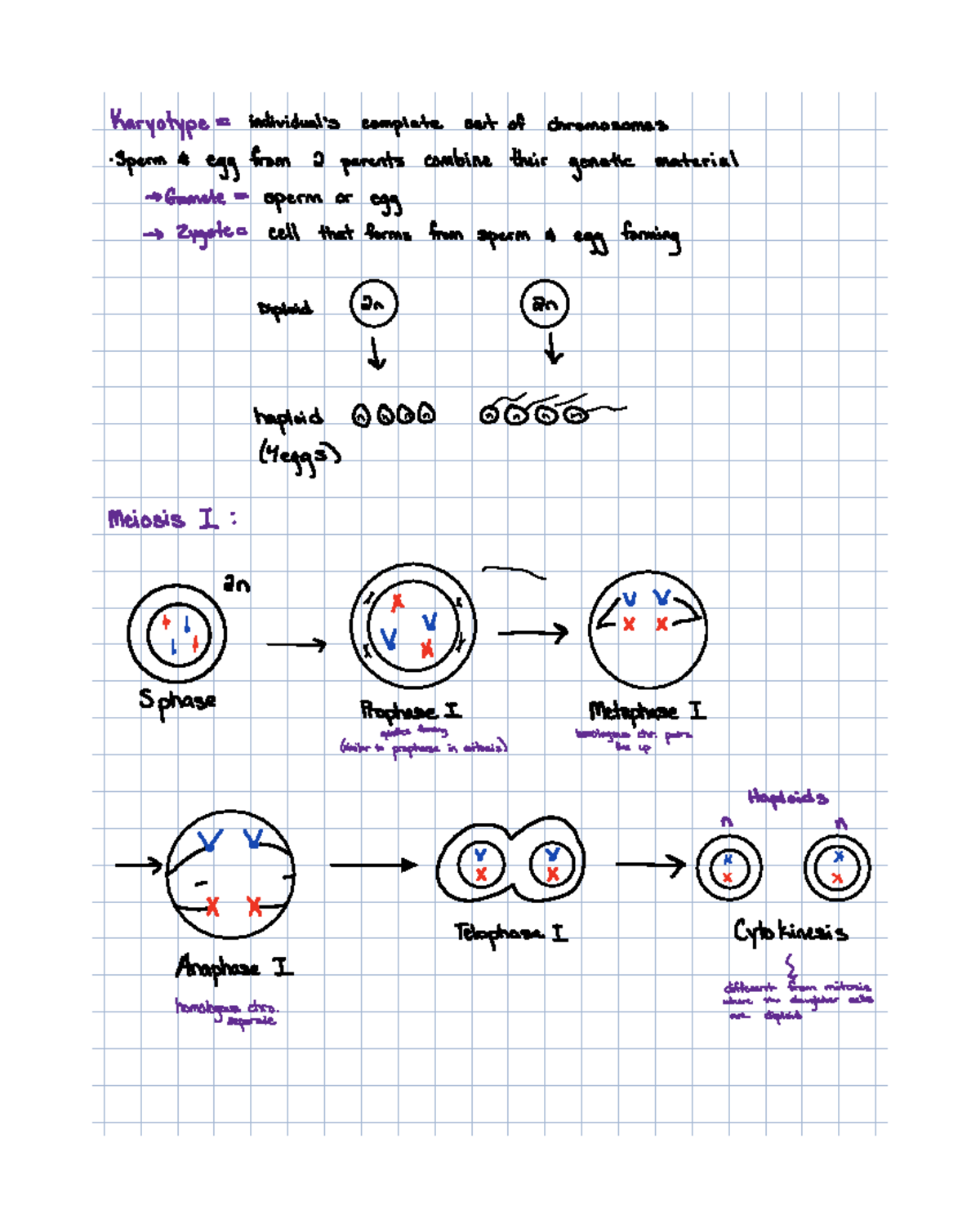 Meiosis and Karyotype Overview for Bio 101 Students - Studocu