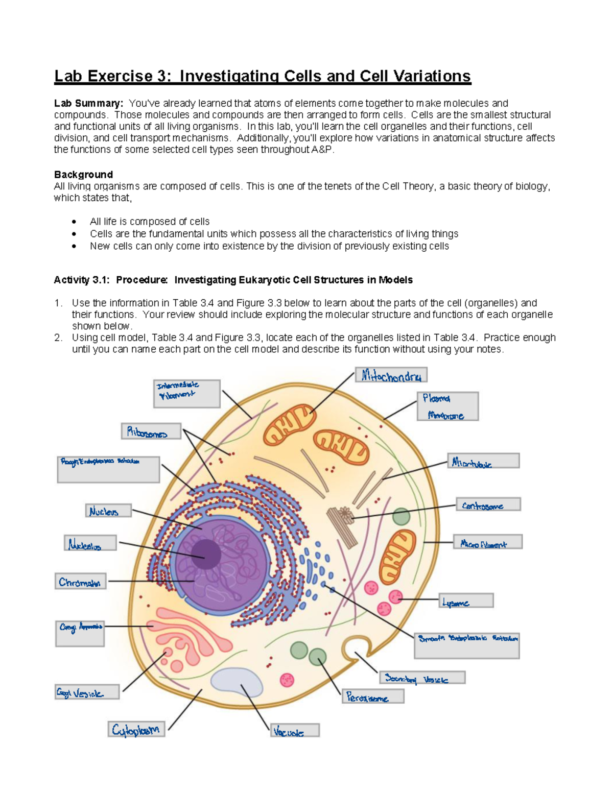 2626127 - Lab Exercise 3: Exploring Cells & Organelles Functions - Studocu
