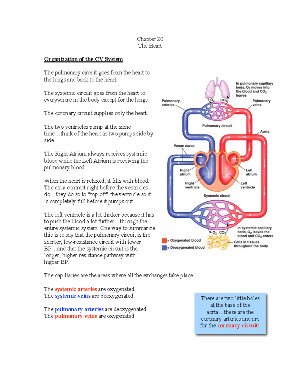 Cardiovascular System: Chapter 20 - The Heart and Its Circuits - Studocu