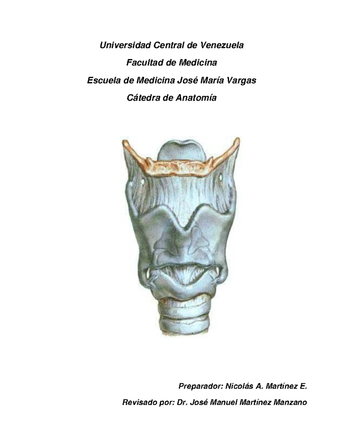 Región Braquial: Anatomía y Estructura Muscular Detallada - Studocu