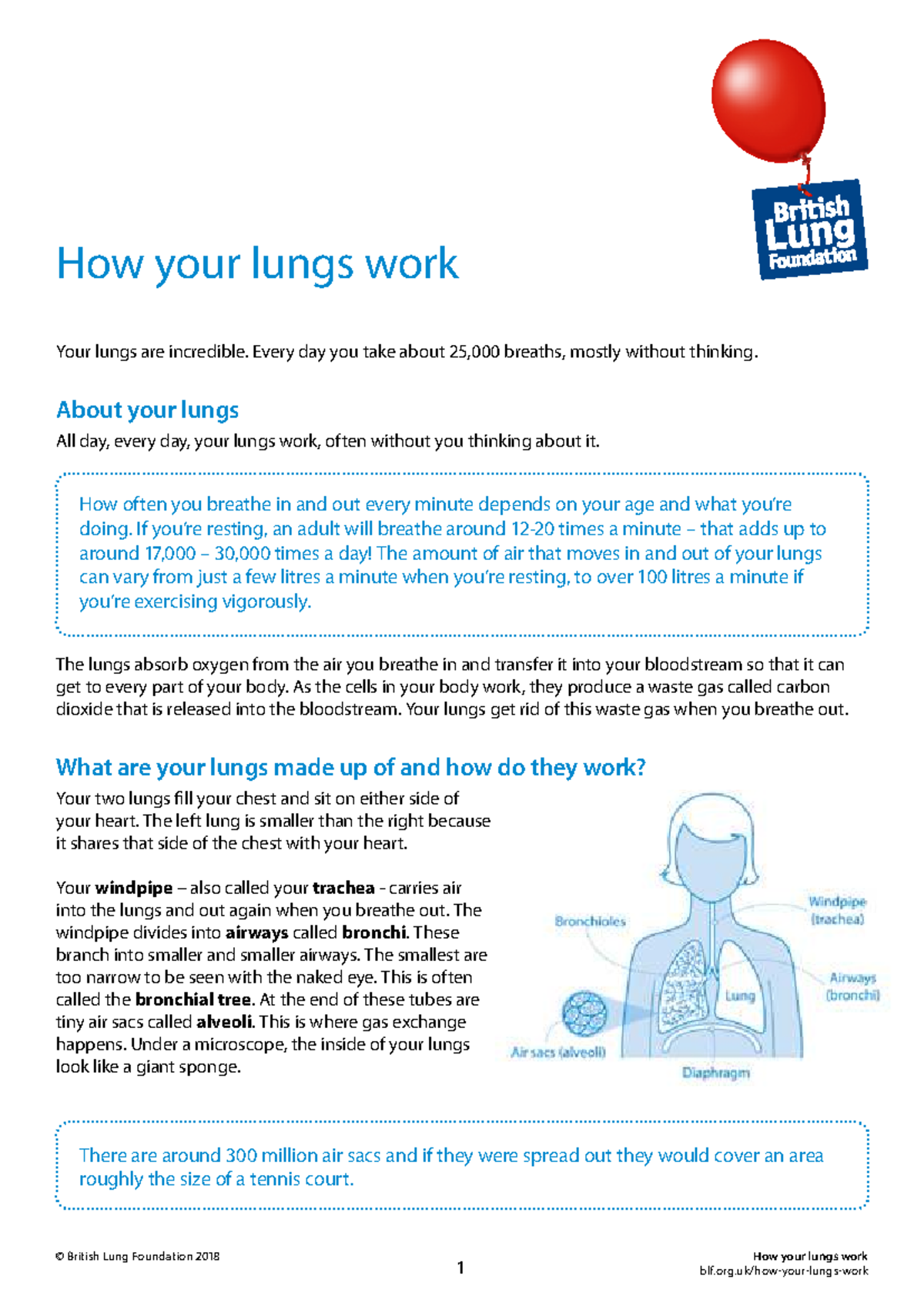 Understanding Lung Function: A Comprehensive Guide (FL27) - Studocu