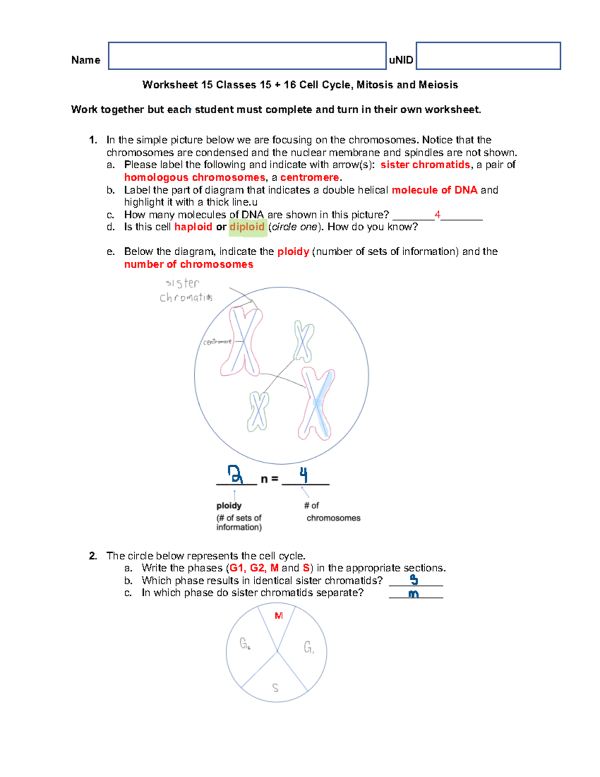 Bio 1610 Worksheet 15: Cell Cycle, Mitosis, and Meiosis Overview - Studocu