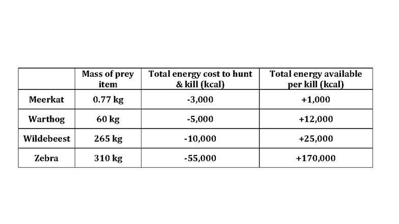 LION 101: Energy Dynamics in Prey Hunting Strategies - Studocu
