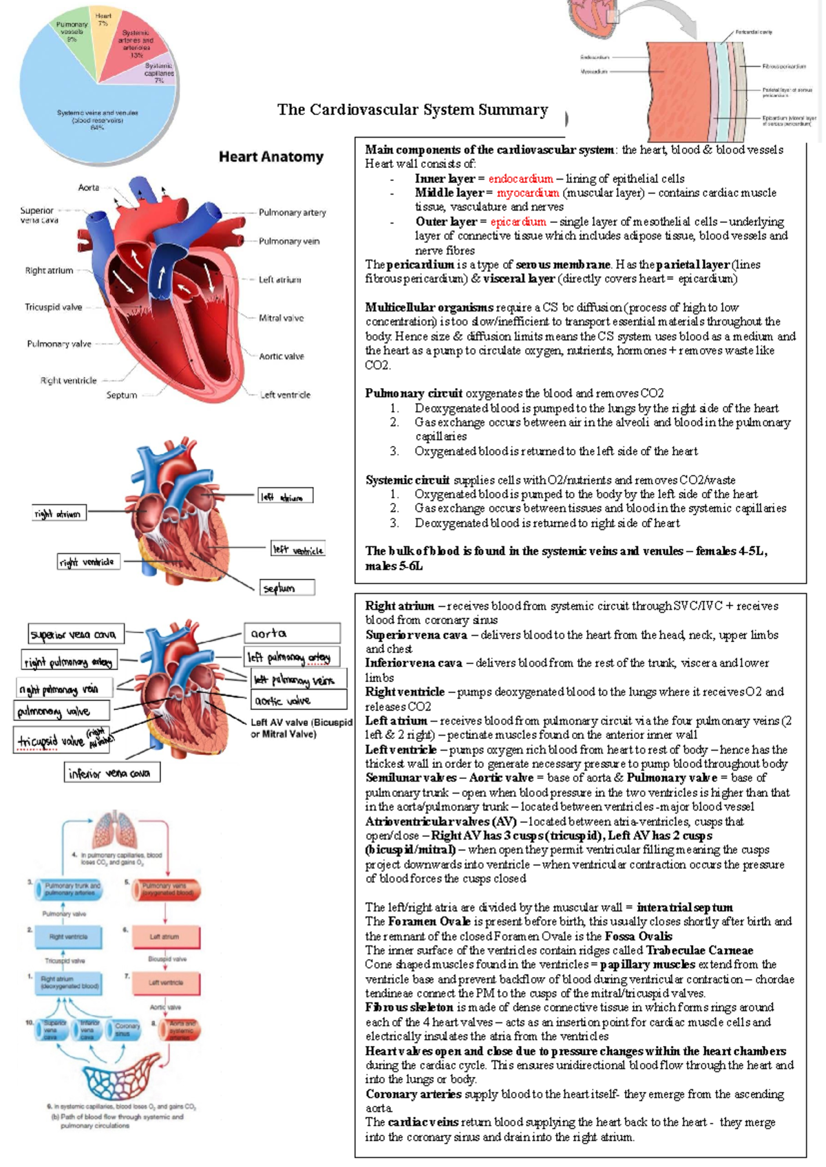 Cardiovascular System Overview: Key Components & Functions - Studocu
