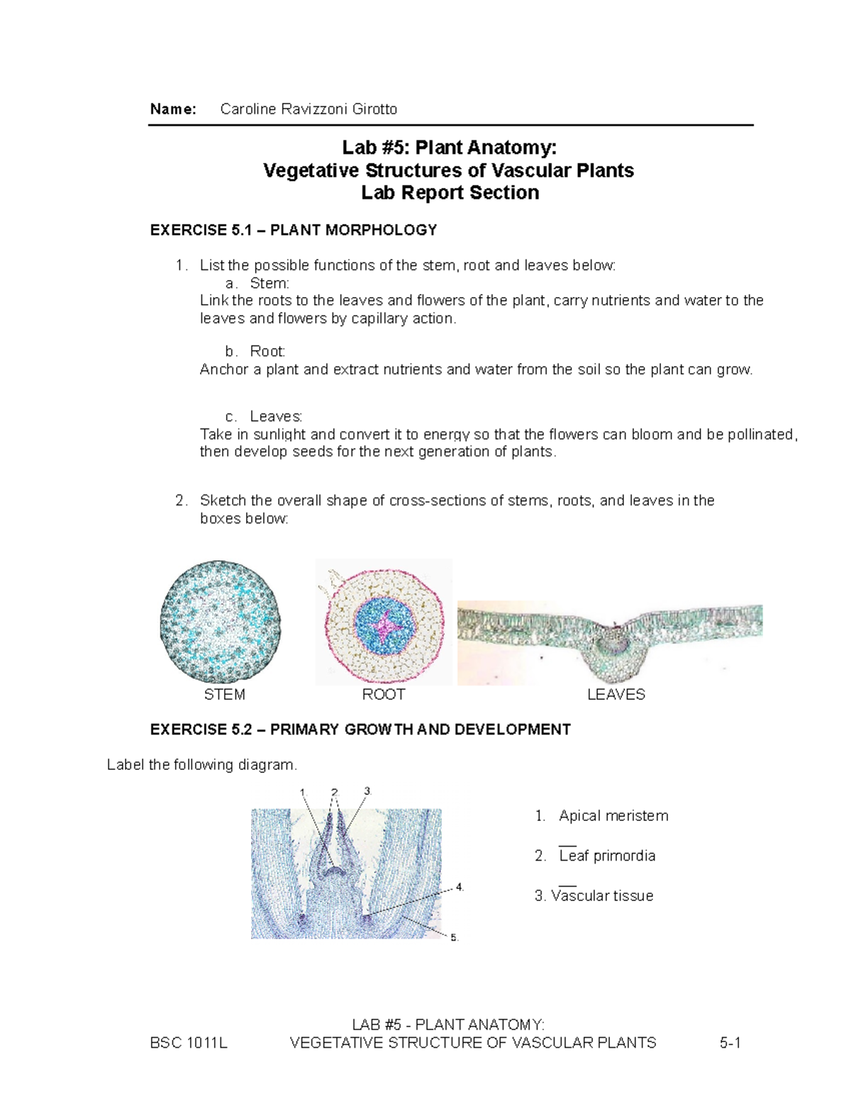 Lab 05 Plant Anatomy Lab Report - LAB #5 - PLANT ANATOMY: BSC 1011L ...