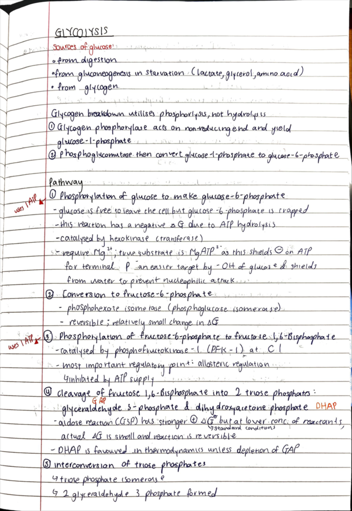 Glycolysis Handwritten Notes for Bioscience 101 - Studocu