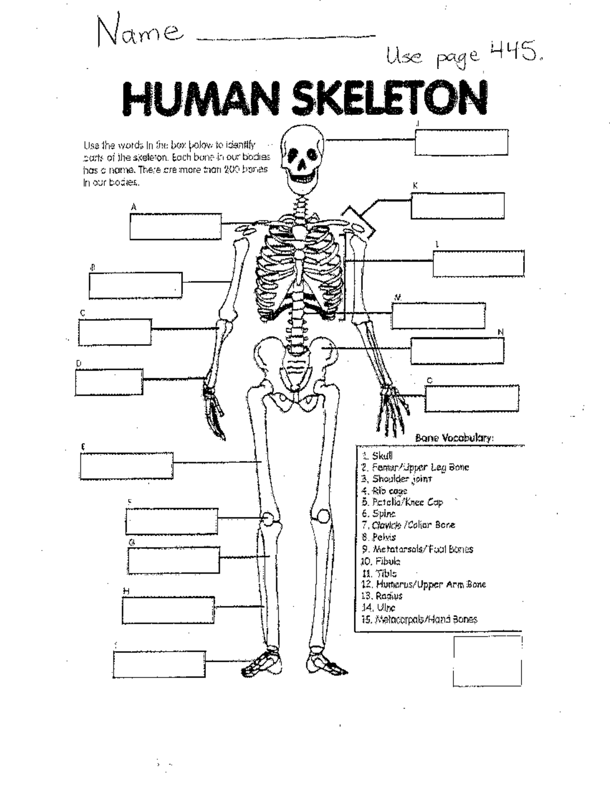 Identifying Parts of the Skeleton: Bone Names and Functions - Studocu