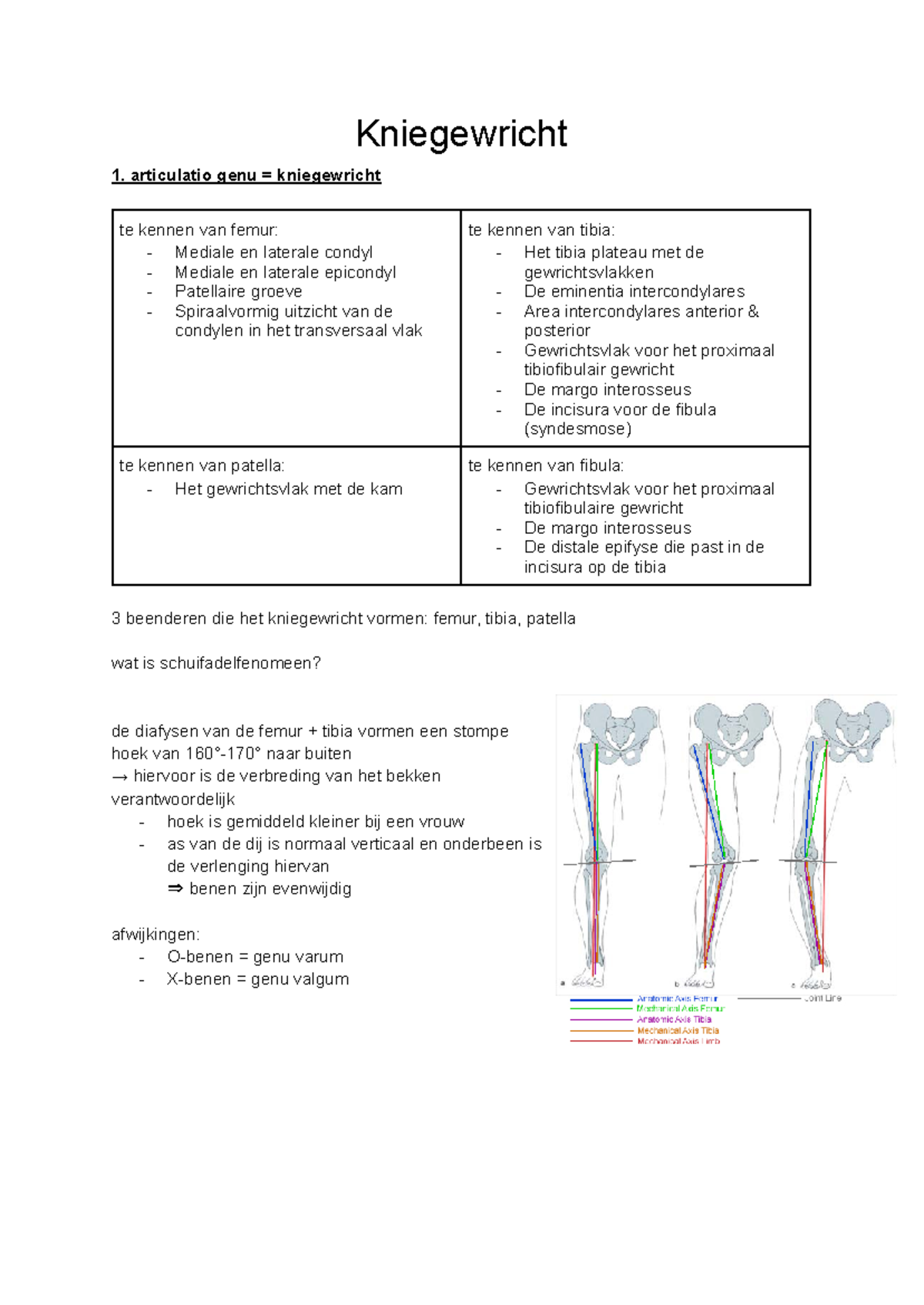 Kniegewricht - articulatio genu = kniegewricht te kennen van femur ...