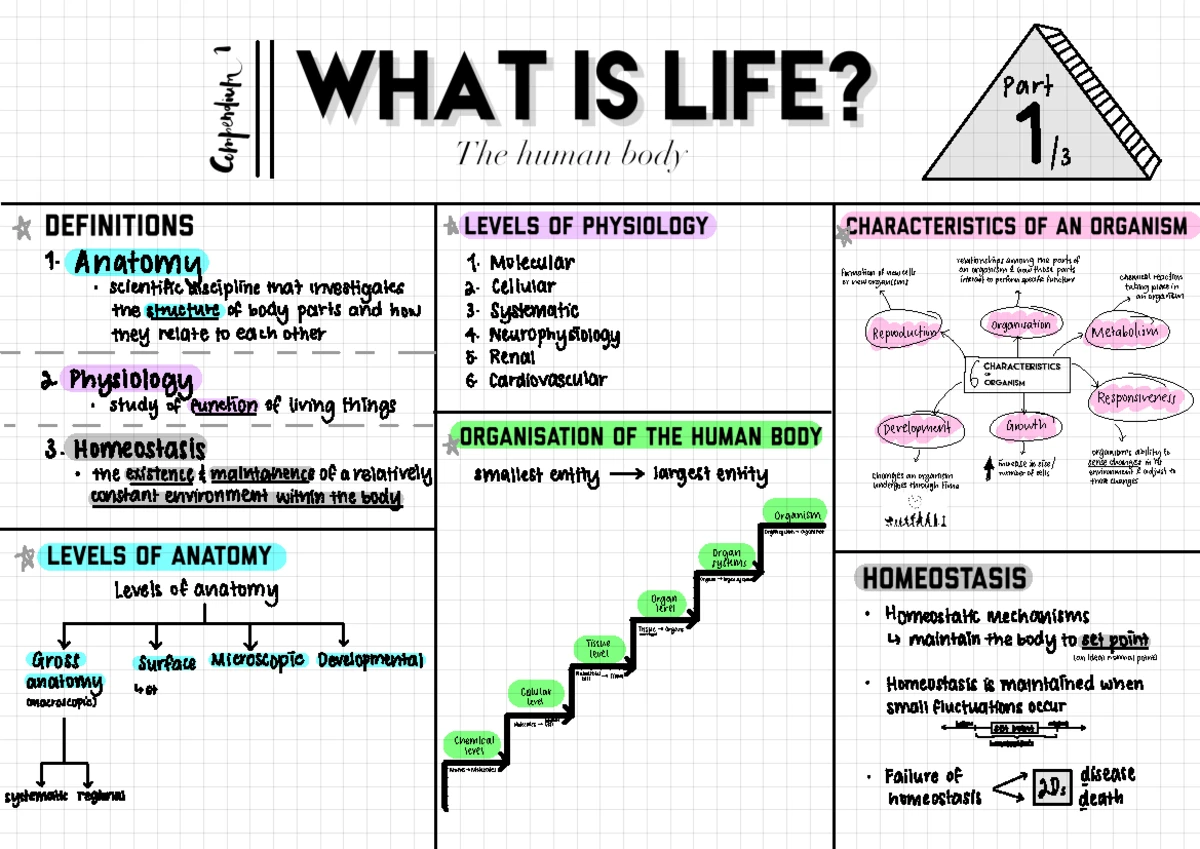 HSF 101: Human Structure & Function Test I Revision Notes - Studocu
