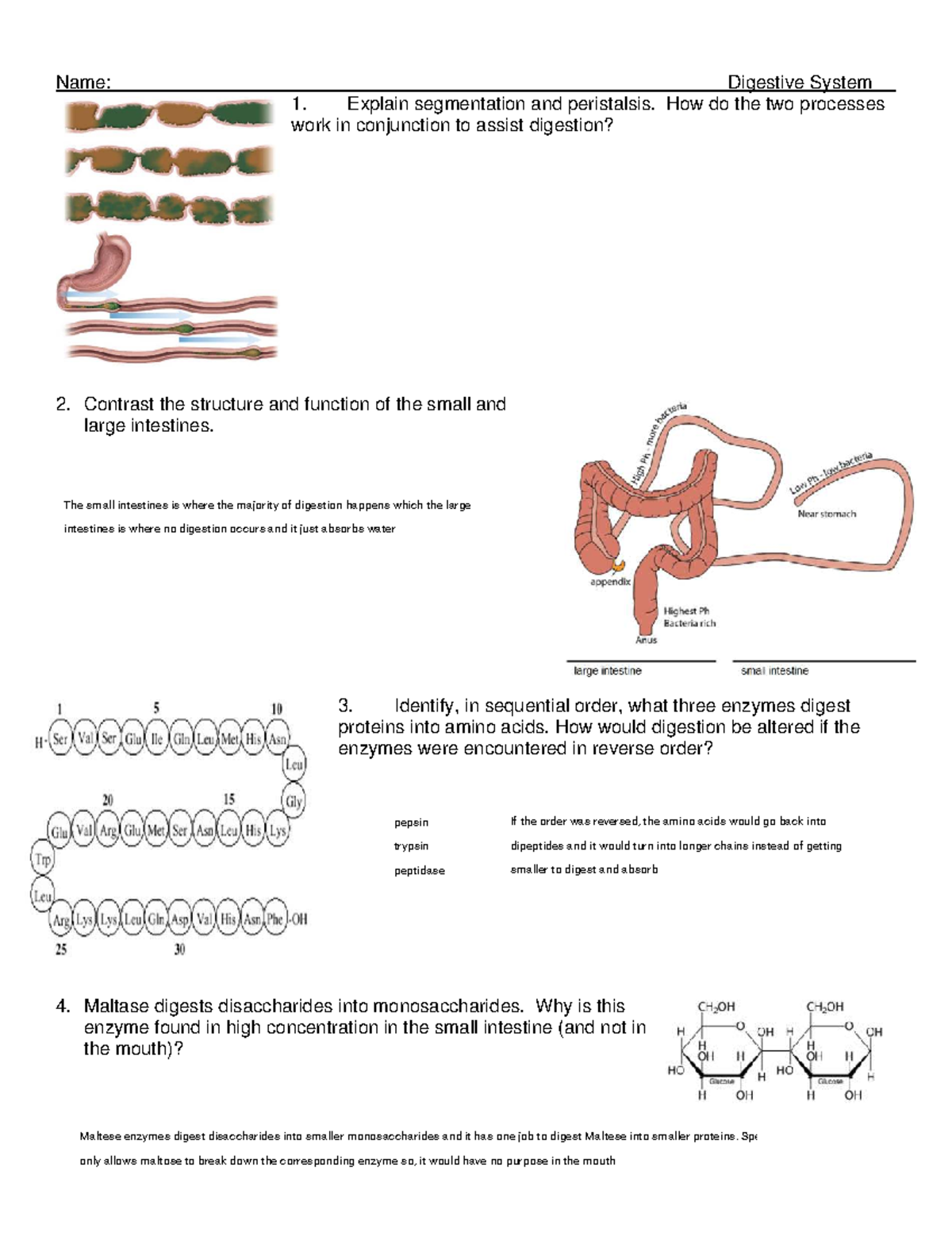 Digestive System Overview: Key Processes and Functions - Name ...