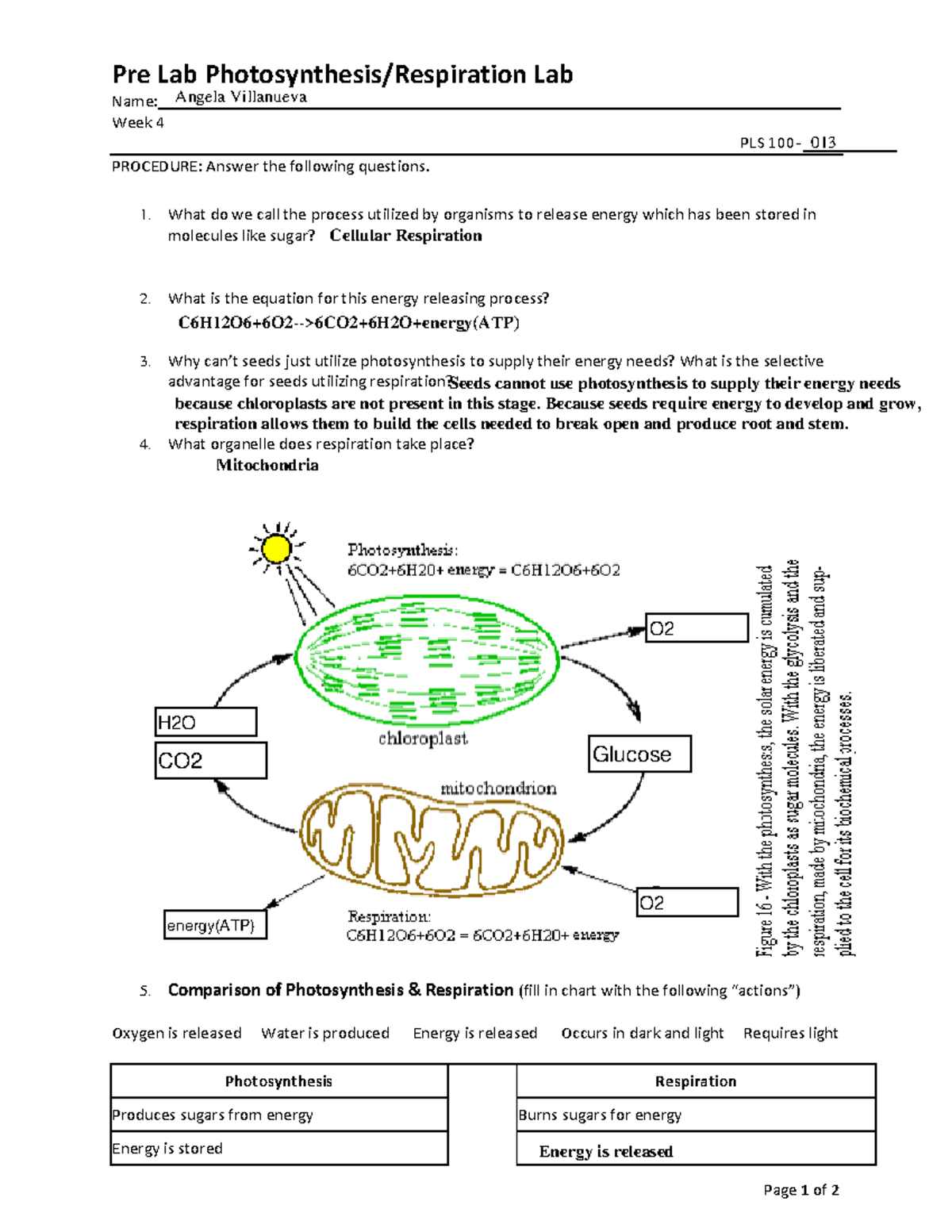 Pre Lab Photosynthesis and Respiration Assignment - Pre Lab ...
