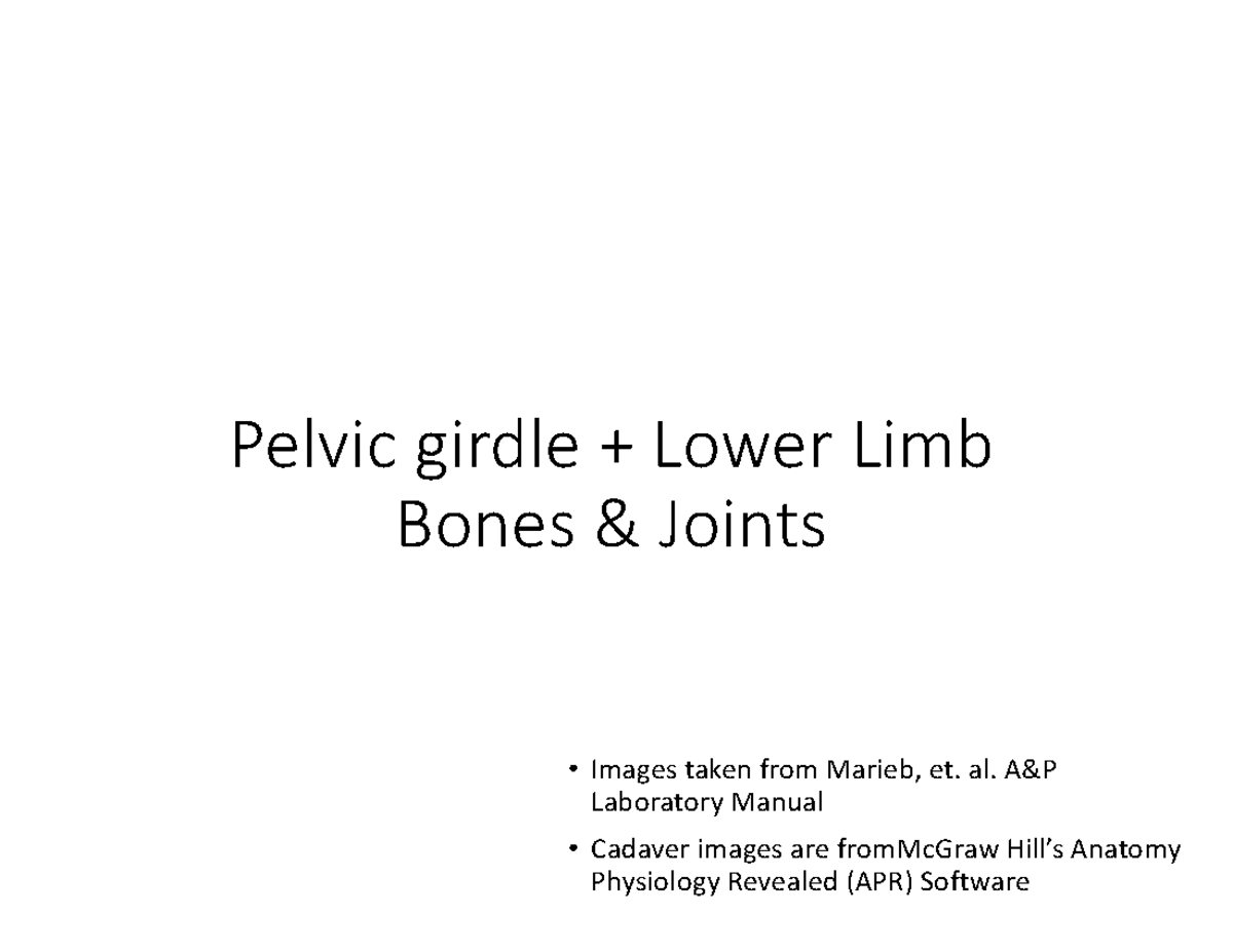 LL-Bones: Pelvic Girdle & Lower Limb Anatomy Images - Studocu