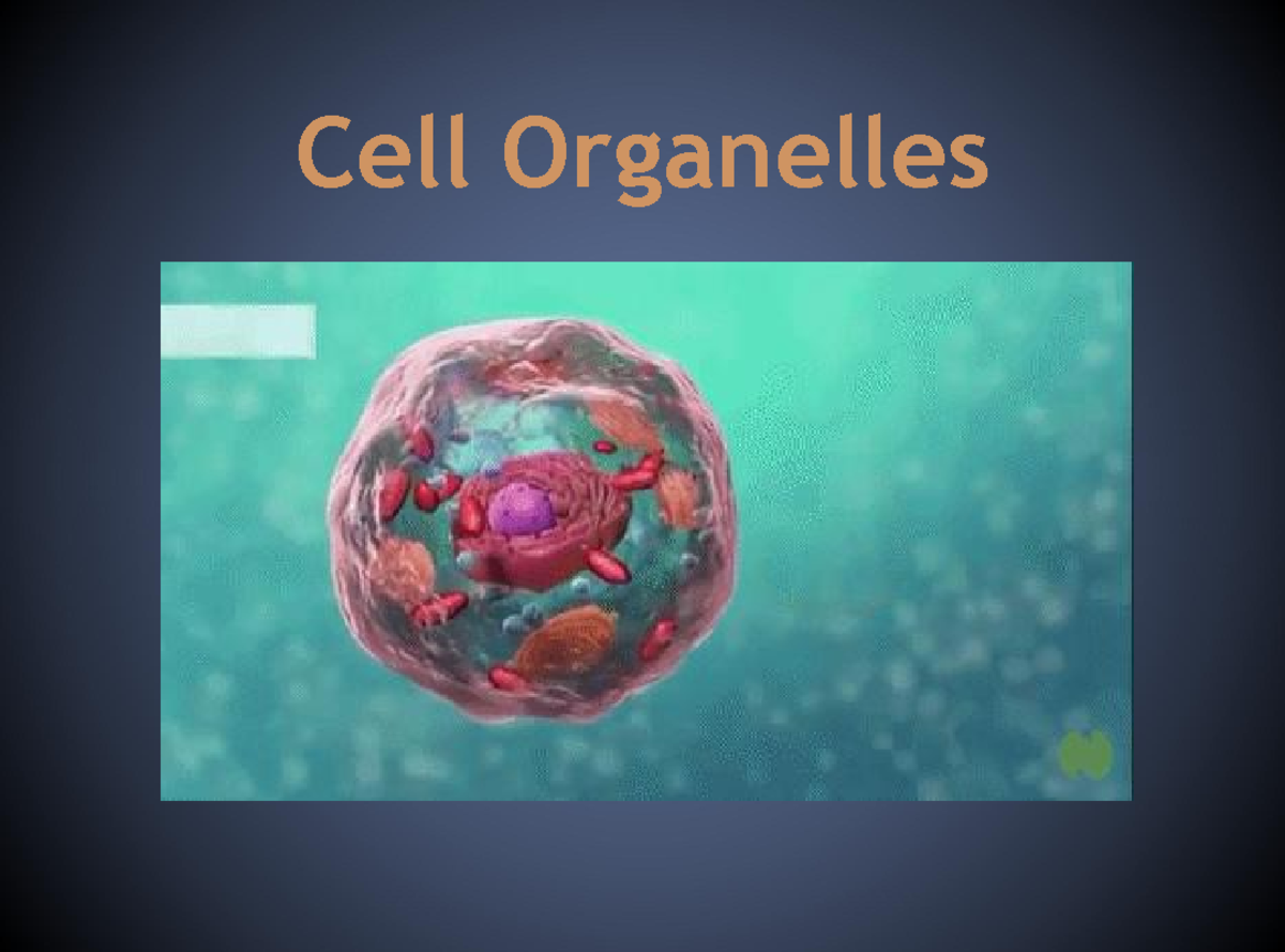 Lesson 2: Understanding Cell Organelles in Plant & Animal Cells - Studocu