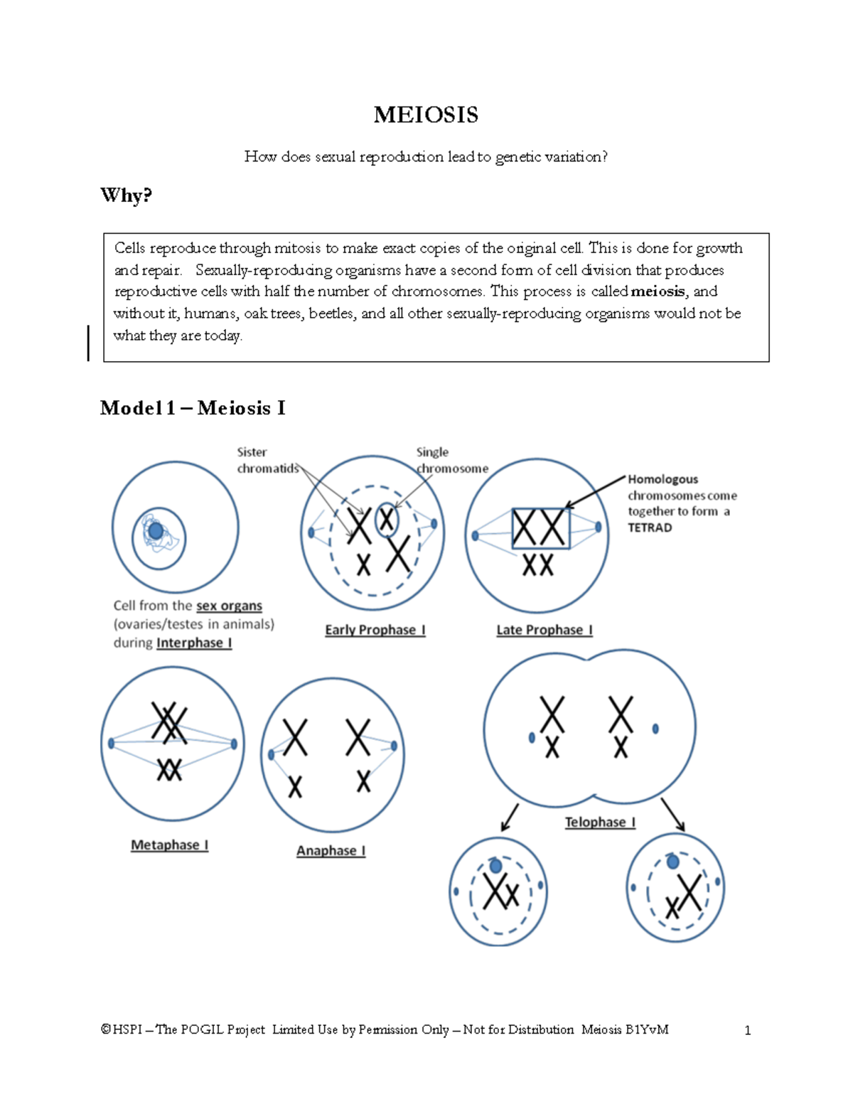 MEIOSIS B1YvM: Understanding Genetic Variation in Sexual Reproduction ...