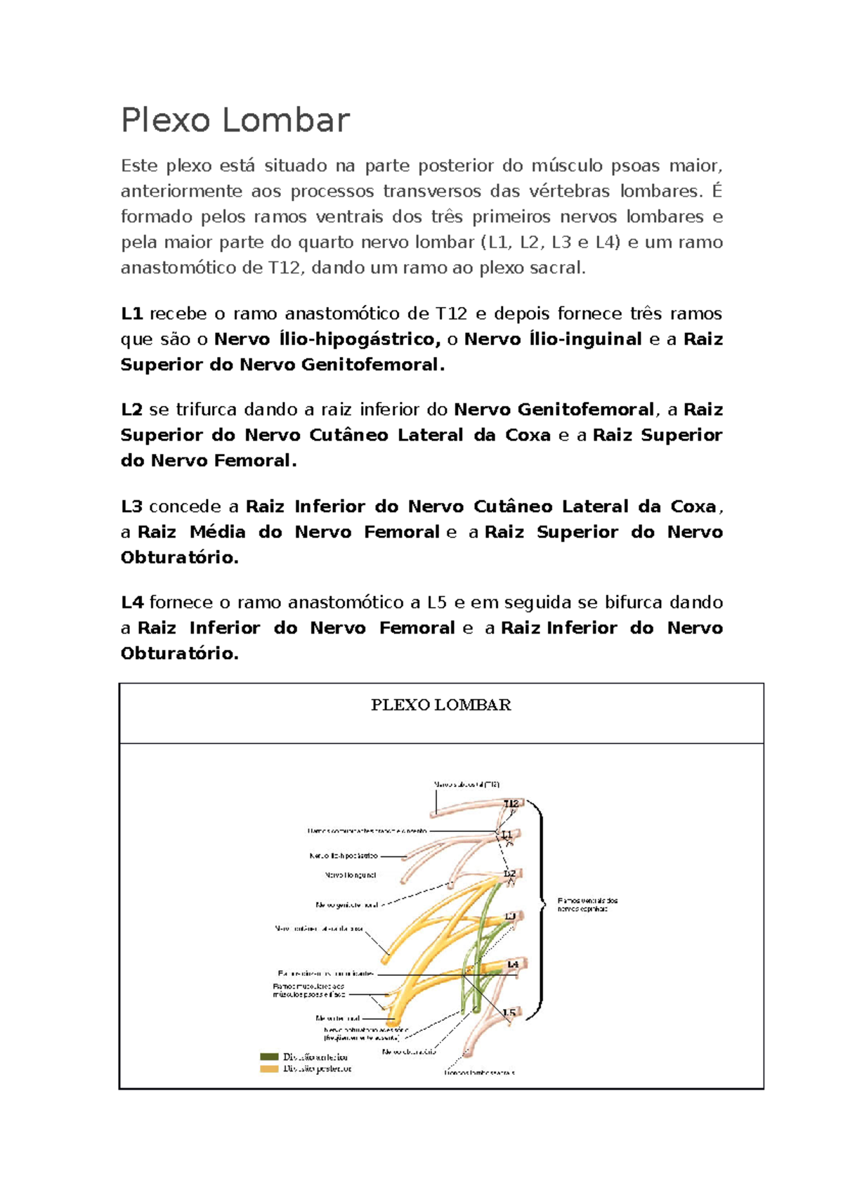 Plexo Lombar - Plexo Lombar Este plexo está situado na parte posterior ...