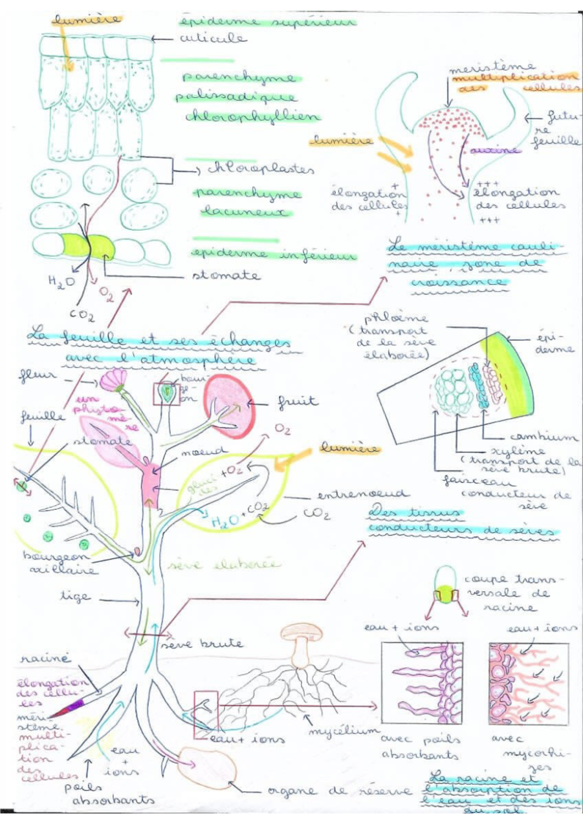 Schema chap 2 svt plantes - lumiere epideme superieur cuticule ...