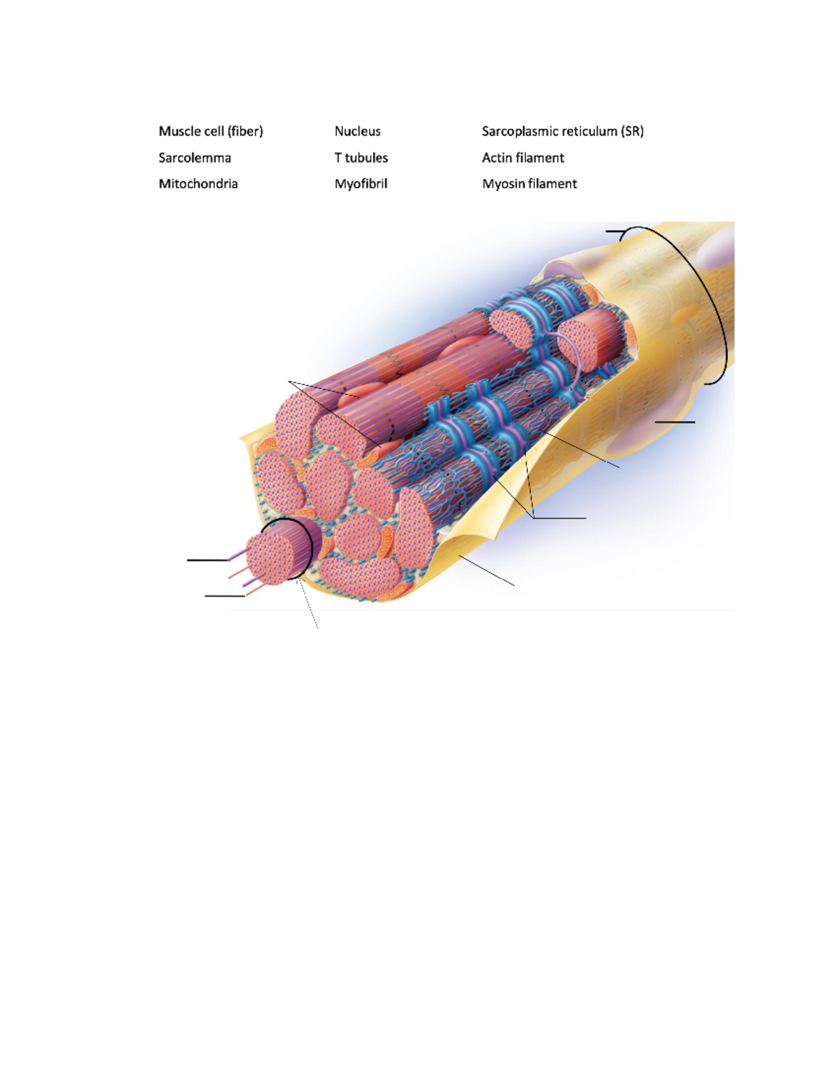 Human Body Diagrams Overview and Key Concepts - Studocu