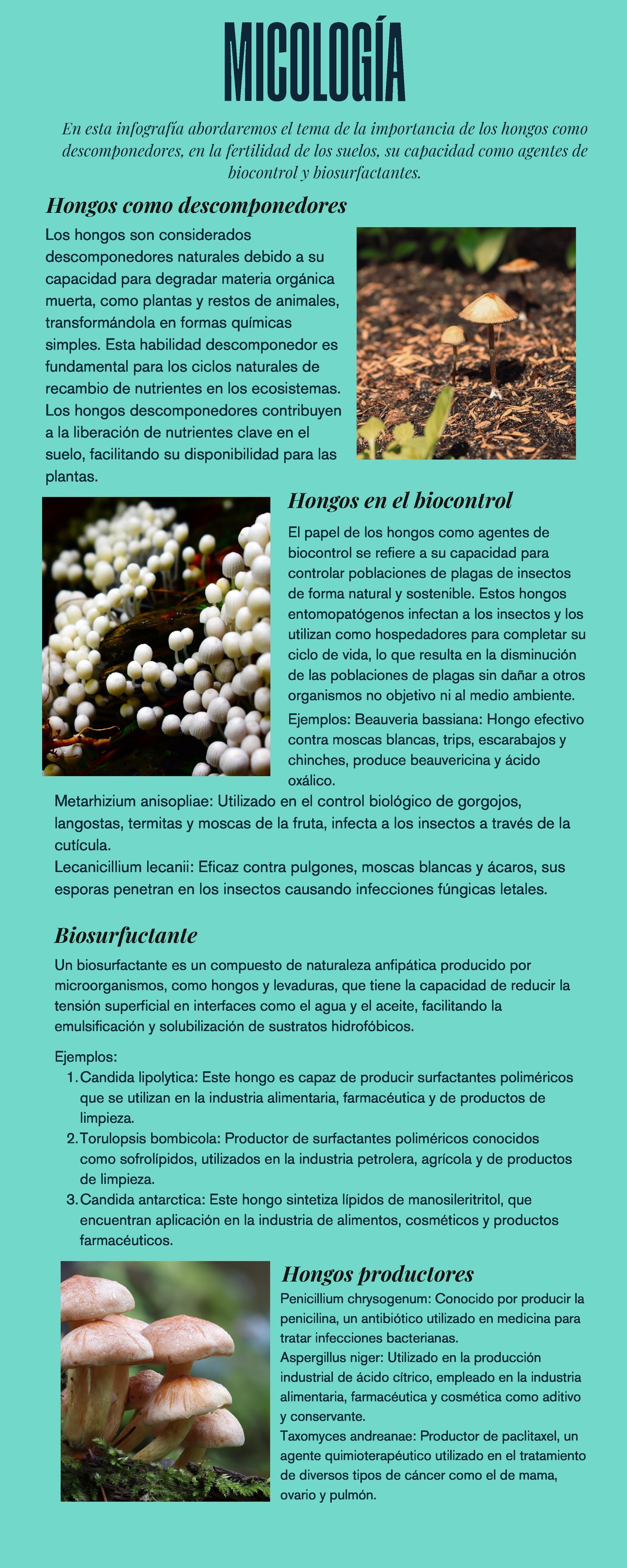 Bustillo Marissa U2T2actividad 1 - Penicillium chrysogenum: Conocido ...