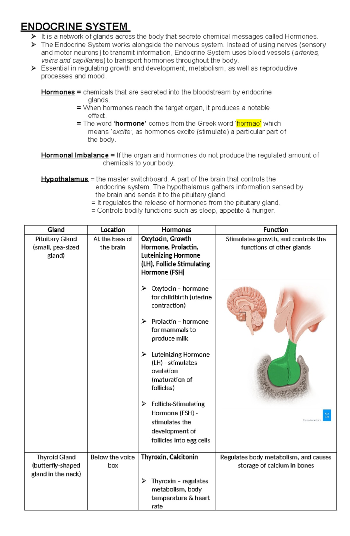 ENDOCRINE SYSTEM: Hormones, Glands, and Their Functions - Studocu