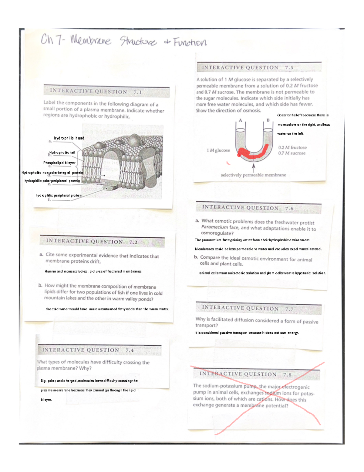 Biology Worksheet: Chapter 7 Review (Ch 7 WS) - Studocu