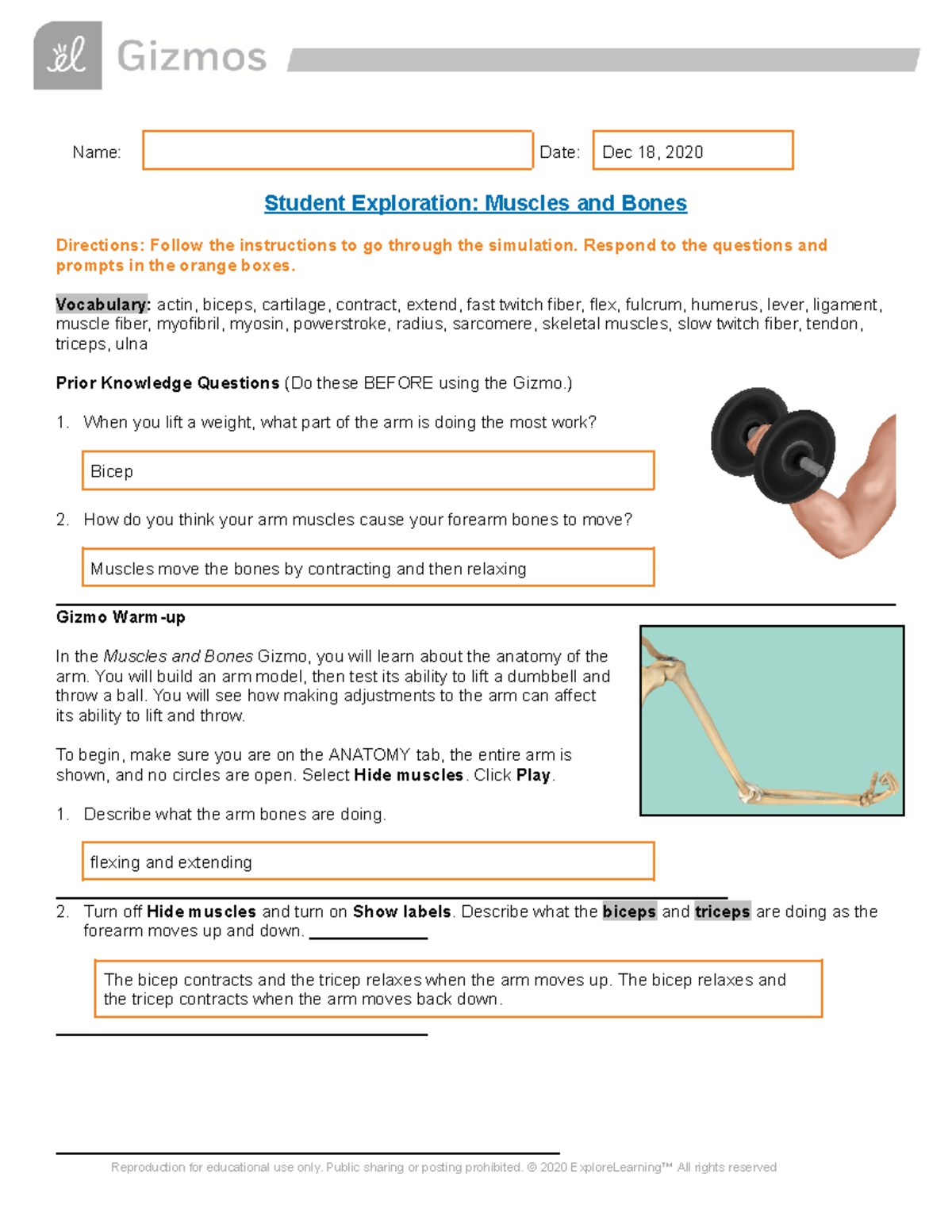 Exploring Muscle and Bone Dynamics: Student Activity with Gizmo - Studocu