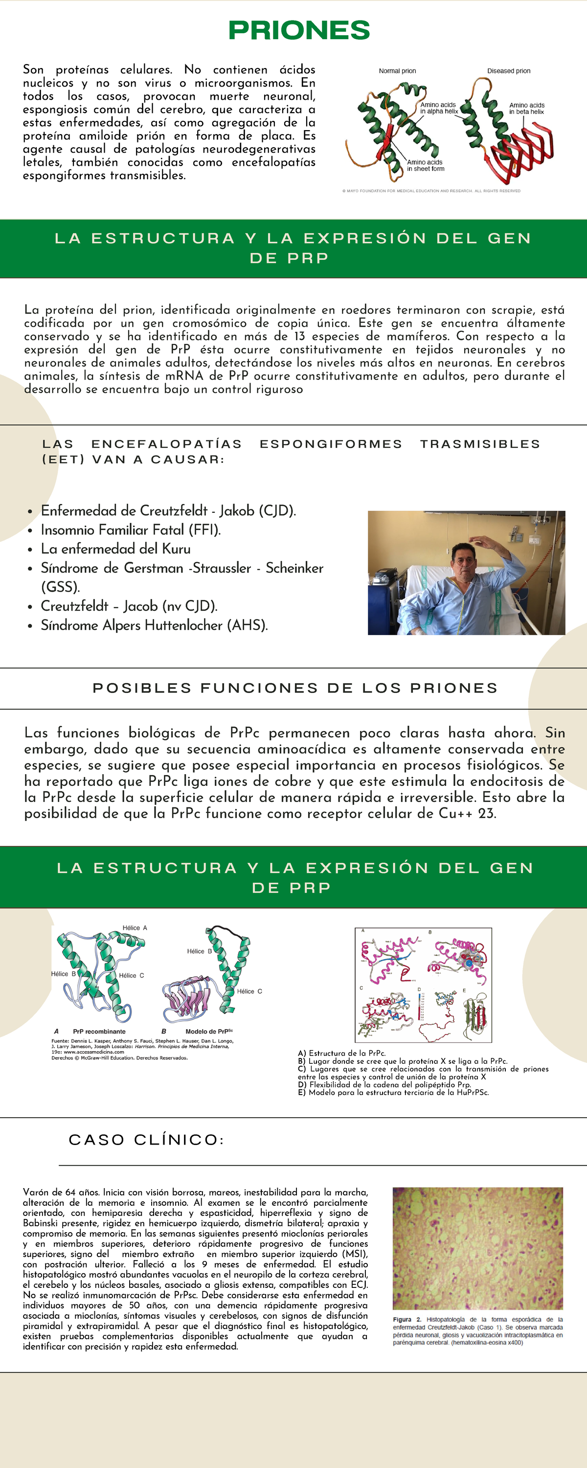 Infografia DE Priones Microbiología - L A S E N C E F A L O P A T Í A S ...