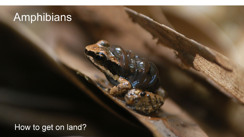 Lecture 2025 - Amphibians: Evolution from Water to Land - Studocu