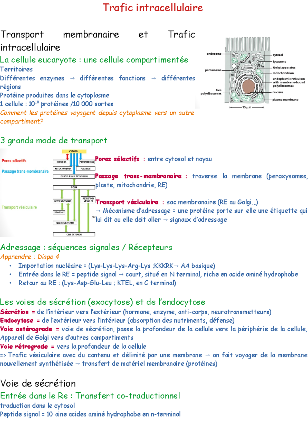 Trafic Intracellulaire: Transport Membranaire et Protéines (Cours ...