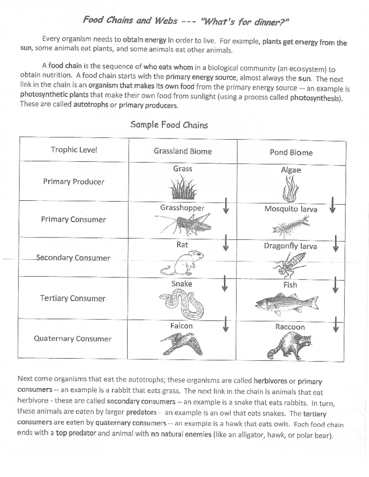 Food chains and food webs: understanding energy flow in ecosystems ...