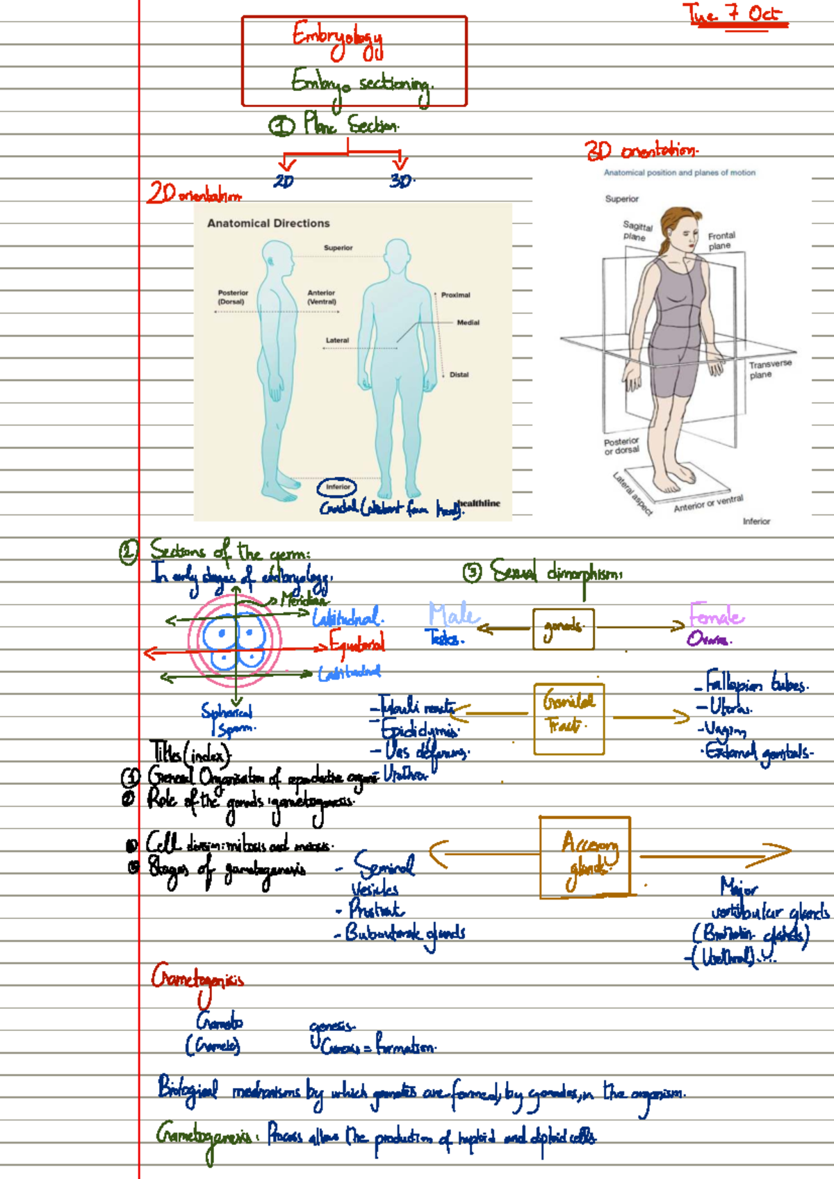 Embryology (BIO 101) - Notes on Embryo Sectioning & Cell Division - Studocu