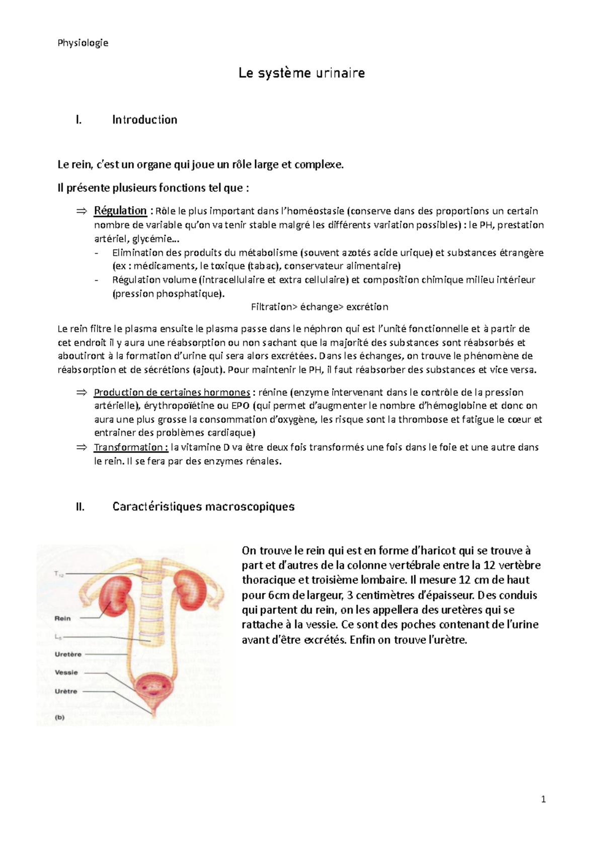 Physiologie du Système Urinaire I - Introduction et Caractéristiques ...