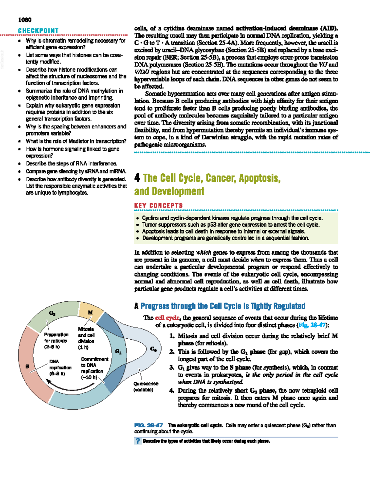 1080 Cell Cycle, Cancer, Apoptosis, and Development: Key Concepts and ...