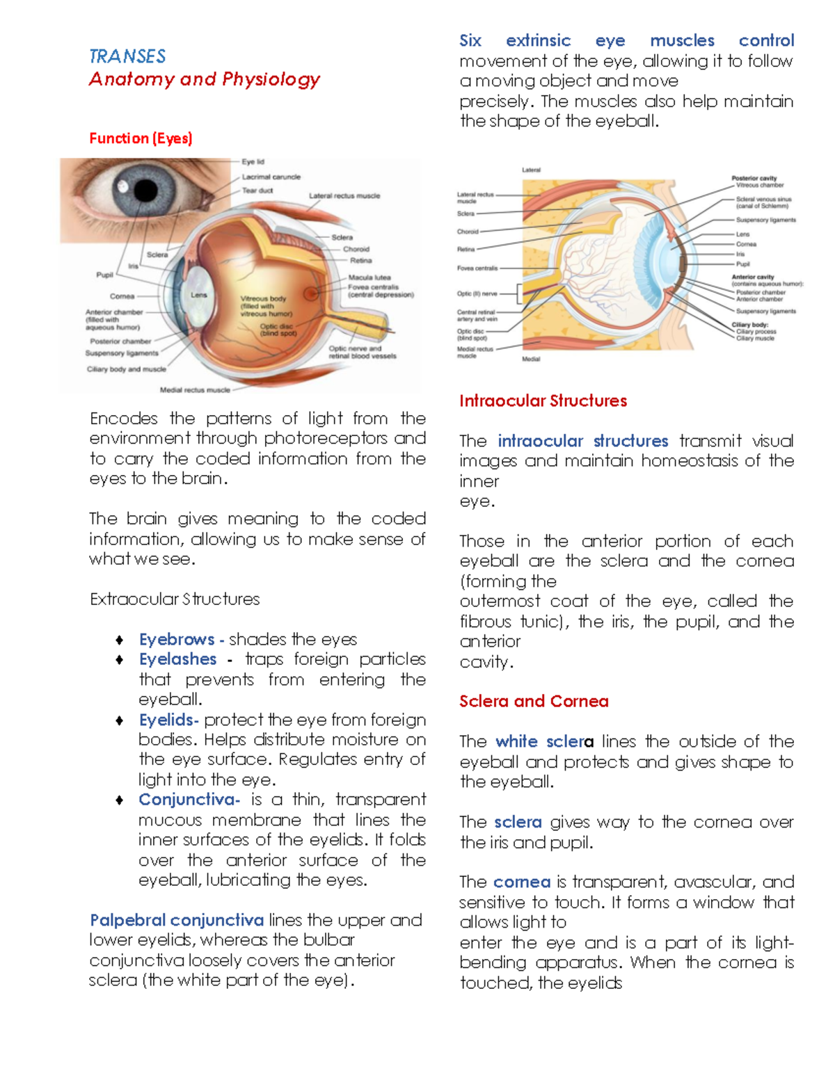 Anatomy & Physiology of the Eye: Key Concepts & Disorders - Studocu