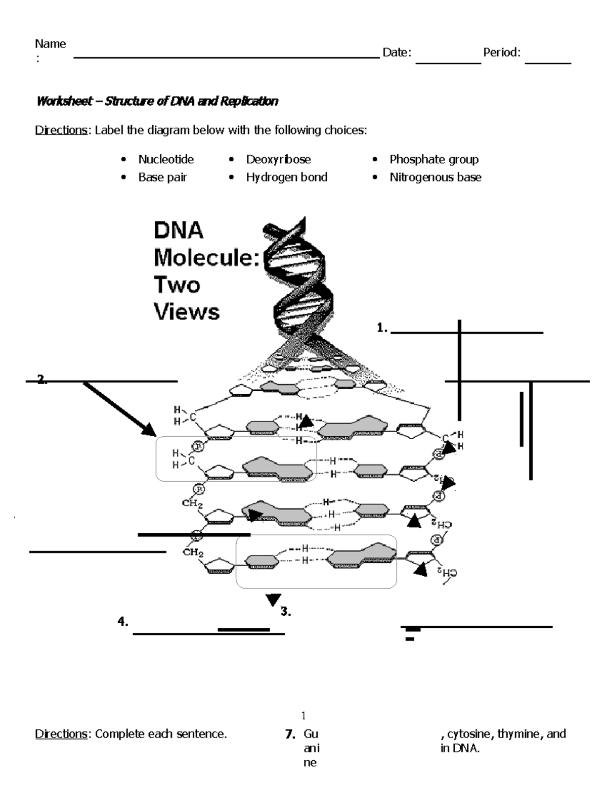 DNA structure Worksheet - Name : Date: Period: Worksheet – Structure of ...