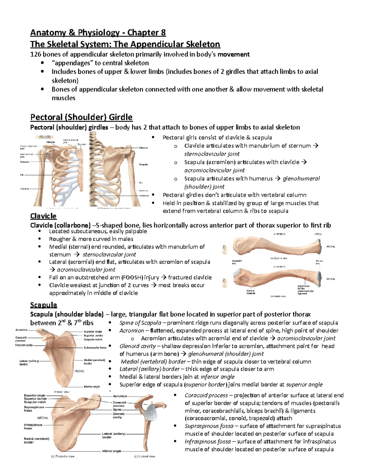 Chapter 8 - The Appendicular Skeleton - Anatomy & Physiology - Chapter ...