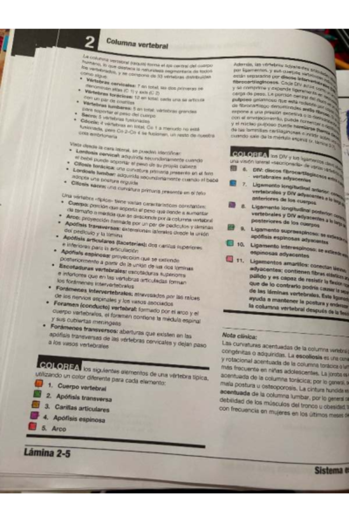 Láminas de Netter: Anatomía de la Columna Vertebral - Studocu