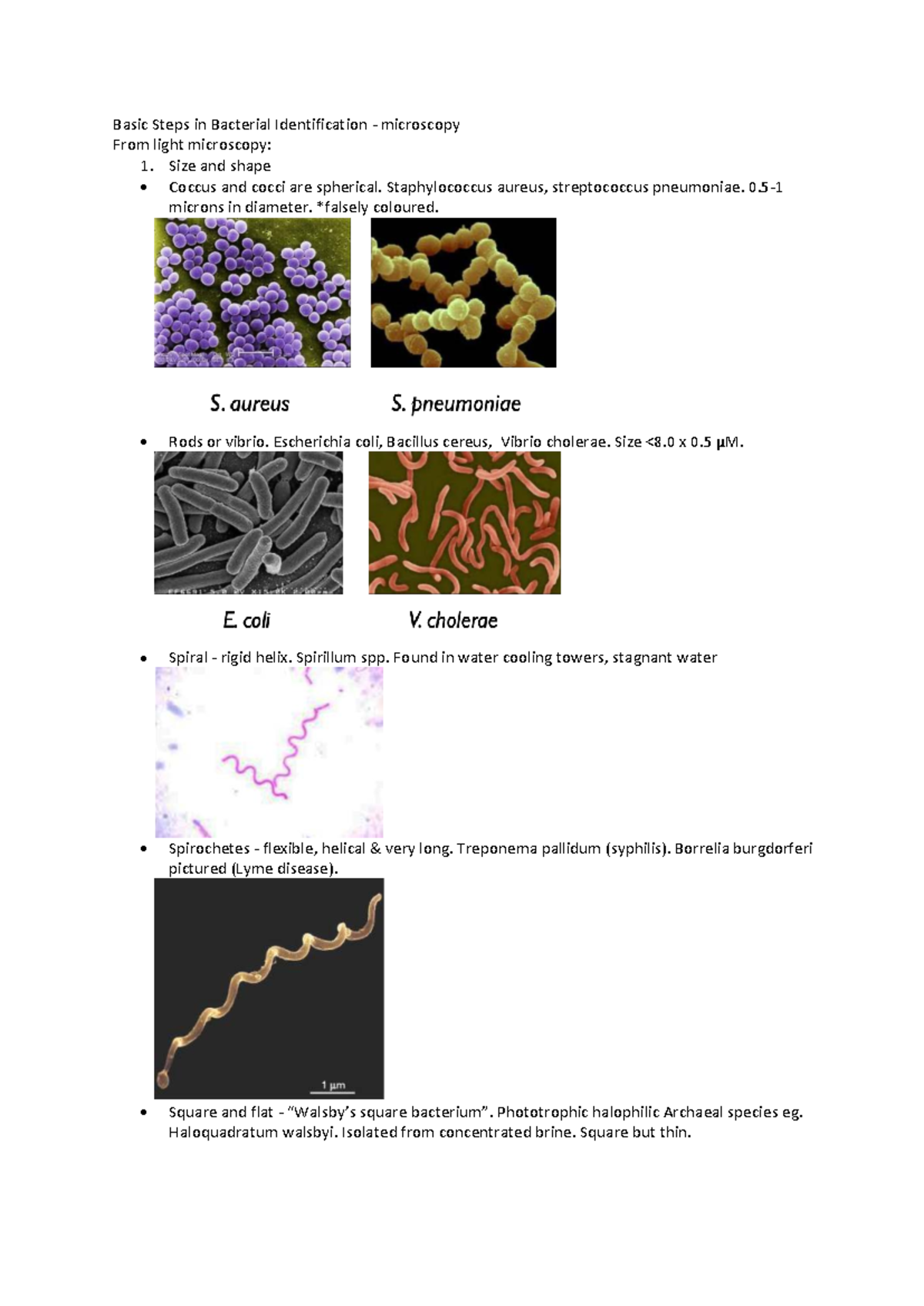 Bacteria Identification Notes: Microscopy Techniques and Types - Studocu