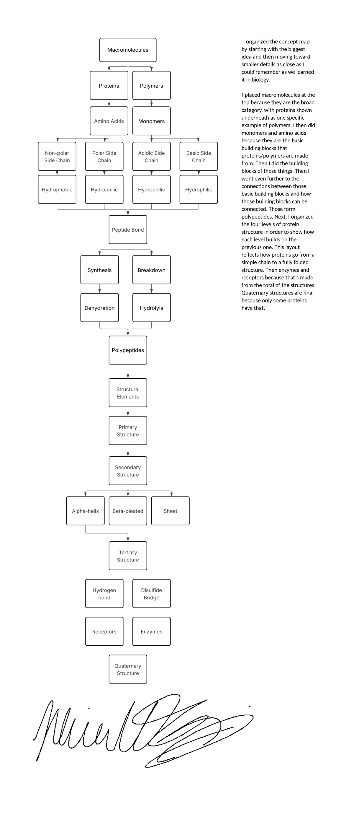 Biology 101: Concept Map of Protein Structure and Function - Studocu