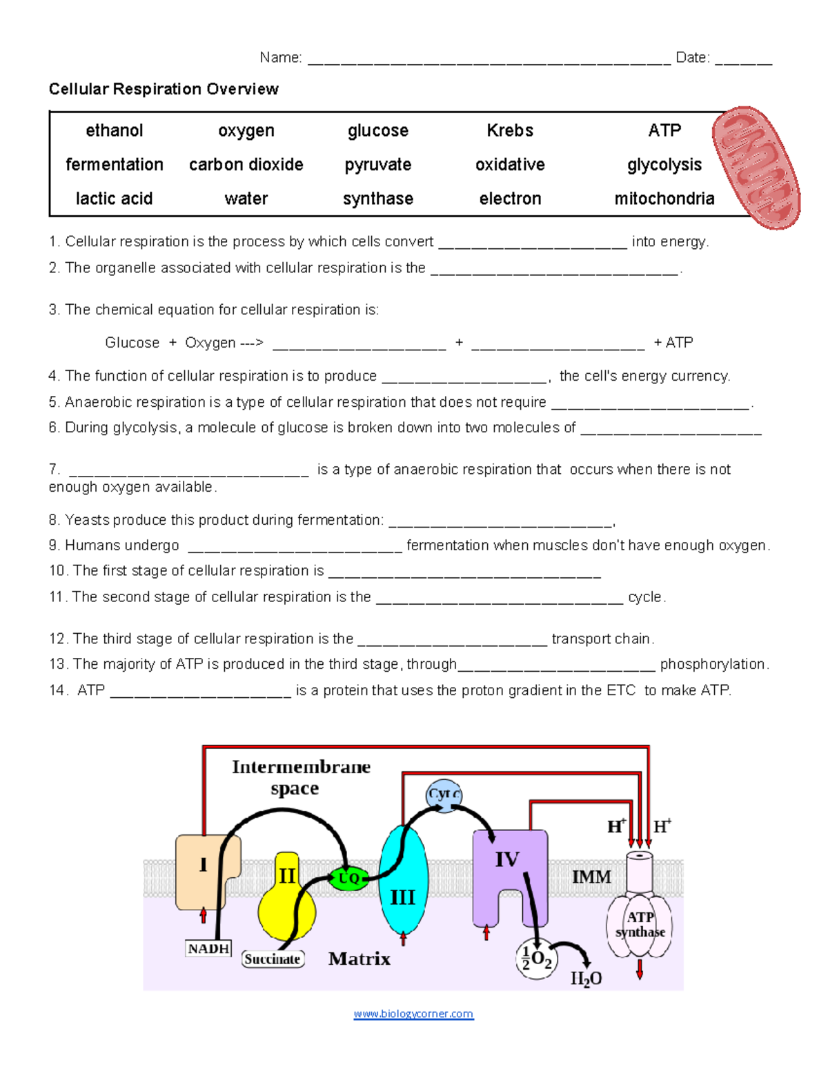 Cellular Respiration Overview - Name ...