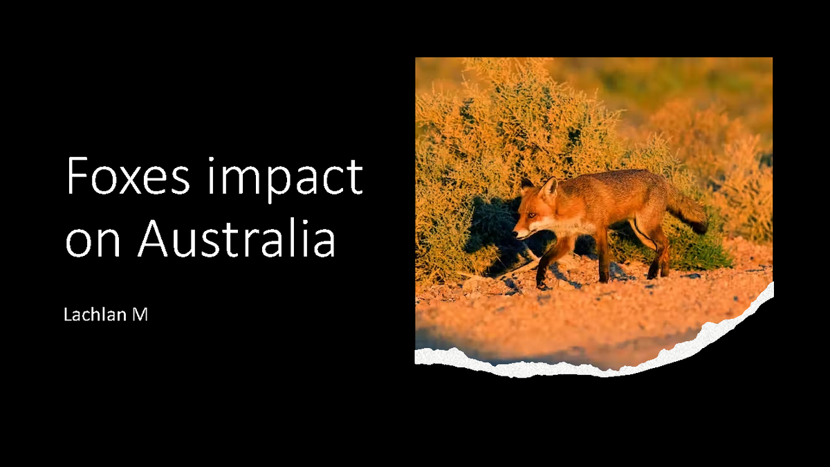 Foxes impact on Australia - Foxes impact on Australia Lachlan M Why ...