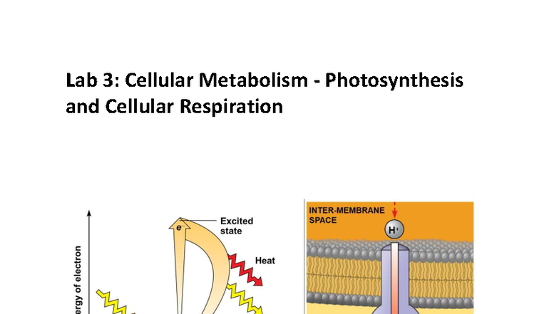 Biology 100: Lab 3 - Cellular Metabolism: Photosynthesis & Respiration ...