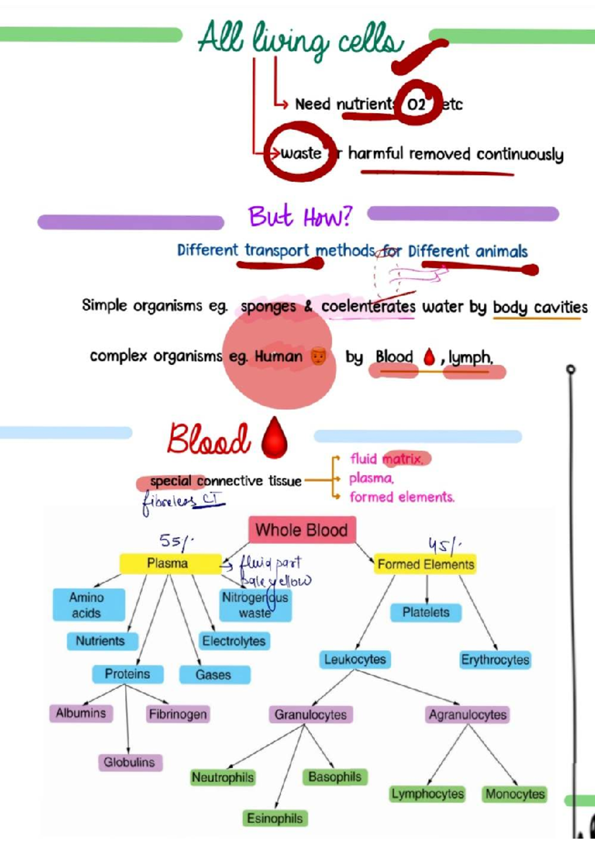 Body Fluids & Circulation: Transport Mechanisms in Animals (BIO 101 ...