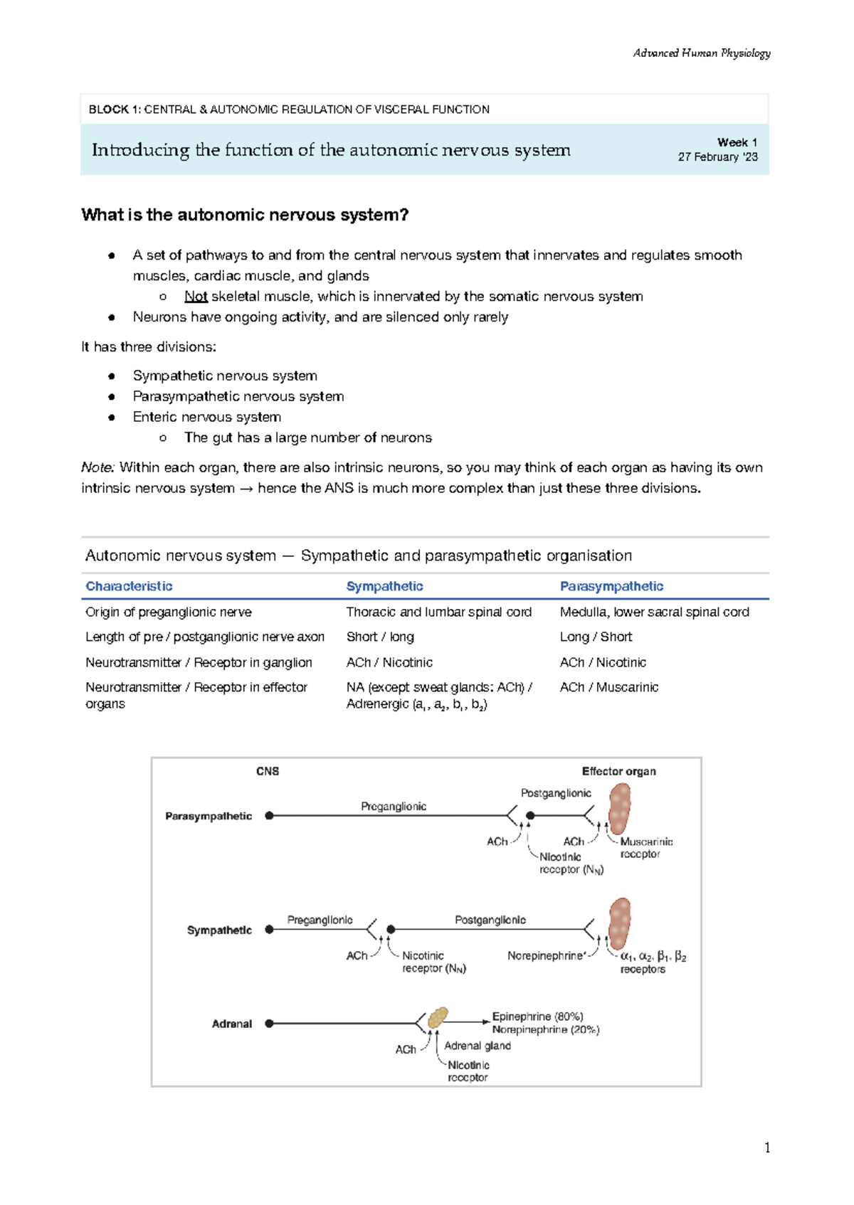 Autonomic nervous system - lecture notes - BLOCK 1: CENTRAL & AUTONOMIC ...