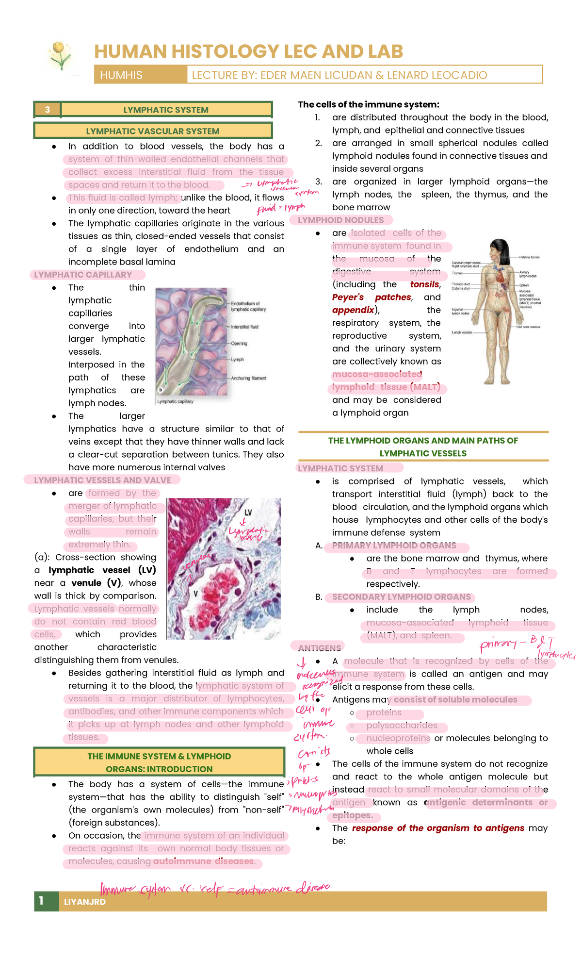 HUMAN HISTOLOGY LEC AND LAB HUMHIS 3: Lymphatic System Overview - Studocu