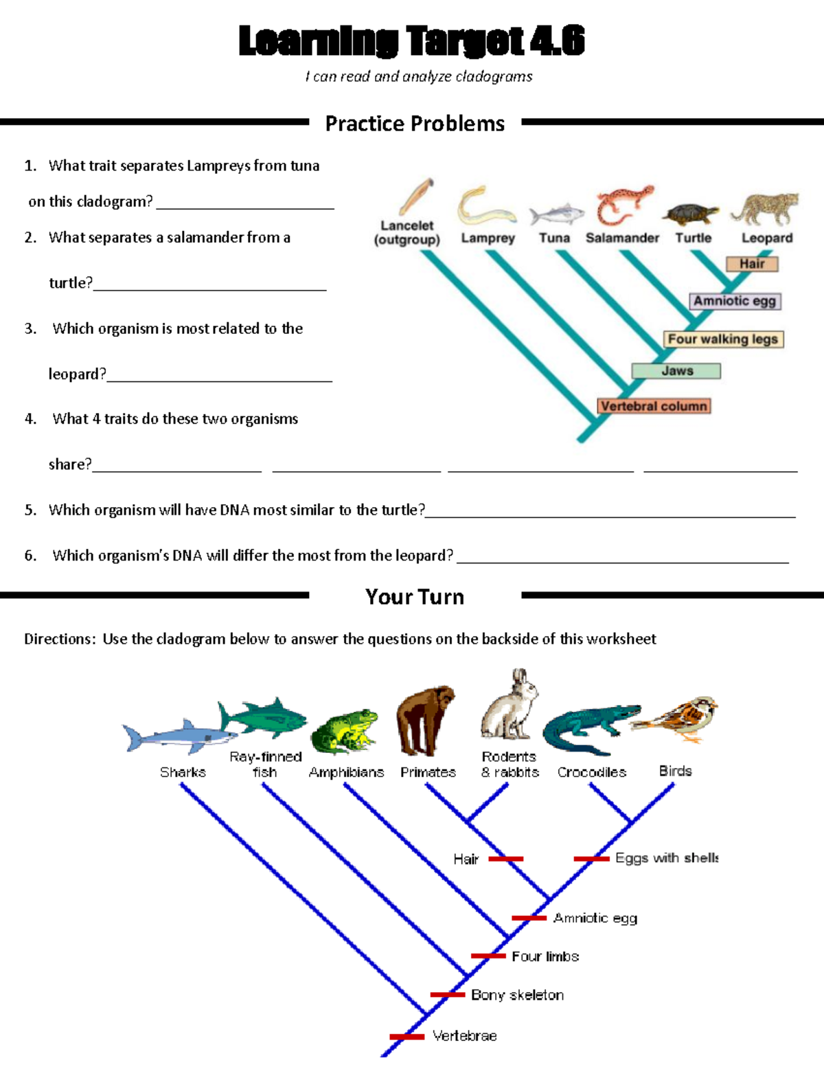 BIO 101 Phylogenetic Tree Practice Worksheet 2: Cladogram Analysis ...