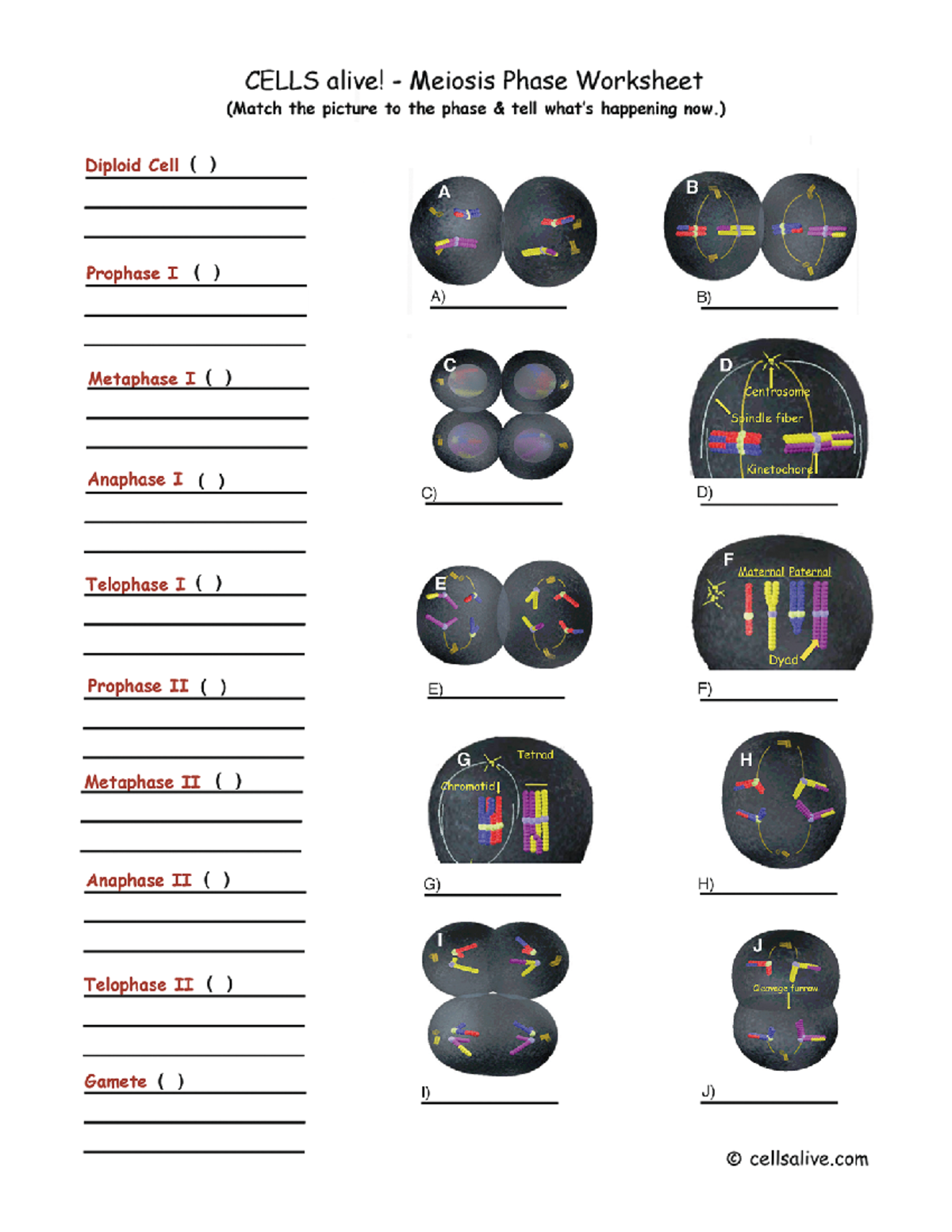 Meiosis Phases - Science Gen Biology - CELLS alive! Meiosis Phase ...